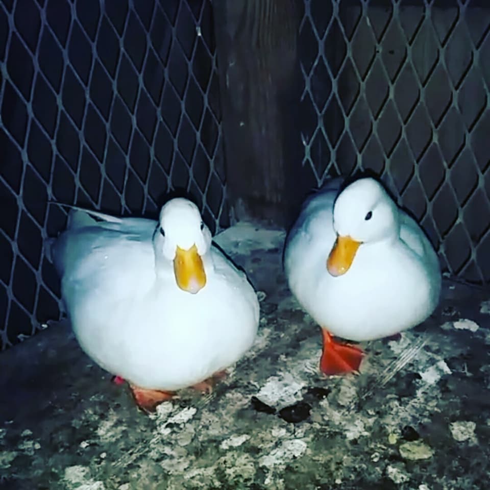 Call Ducks – Twin Roses Farm